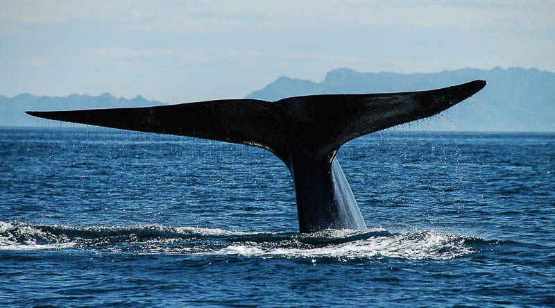 The Loneliest Whale in the World - Longreads