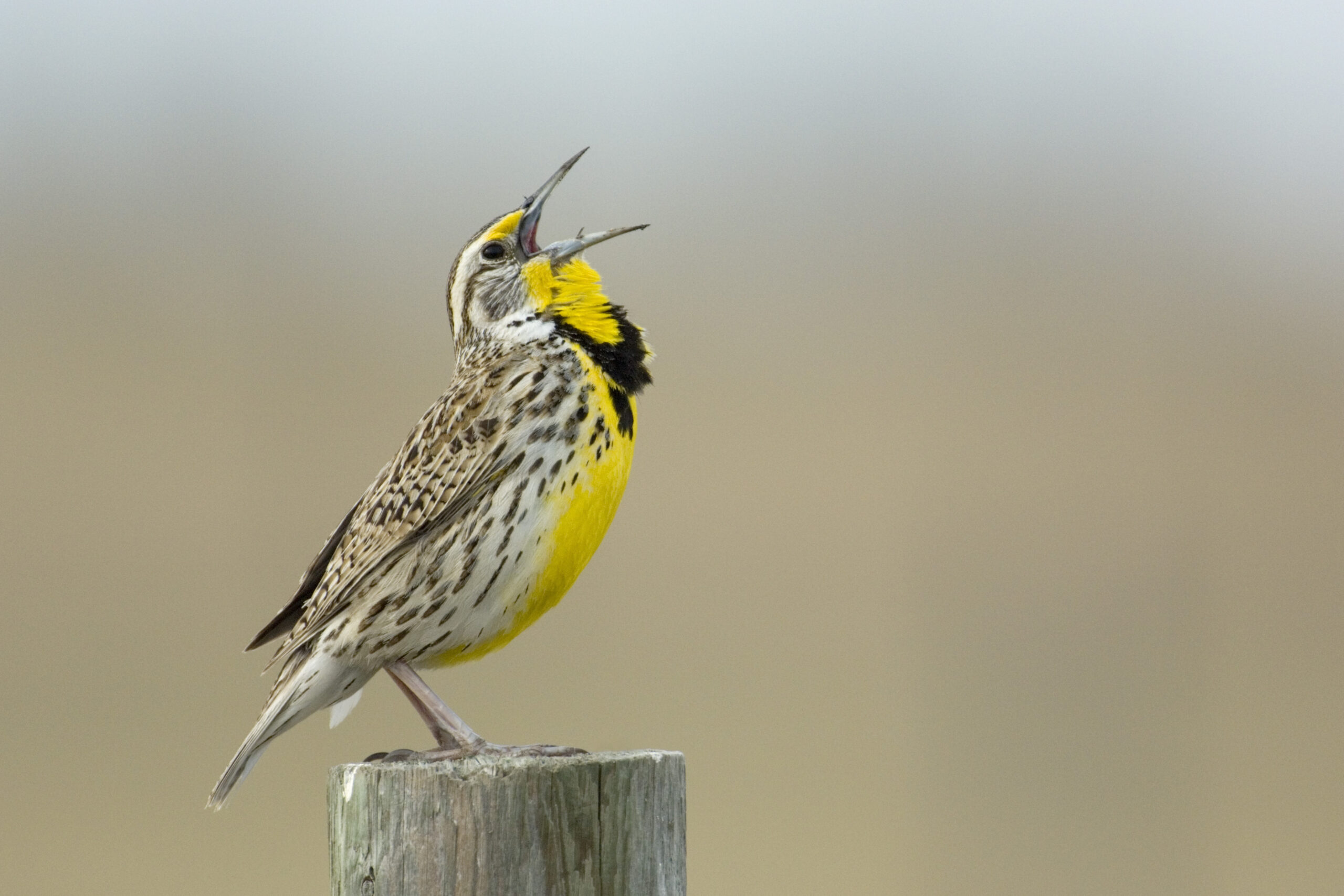 Bird Man - Longreads