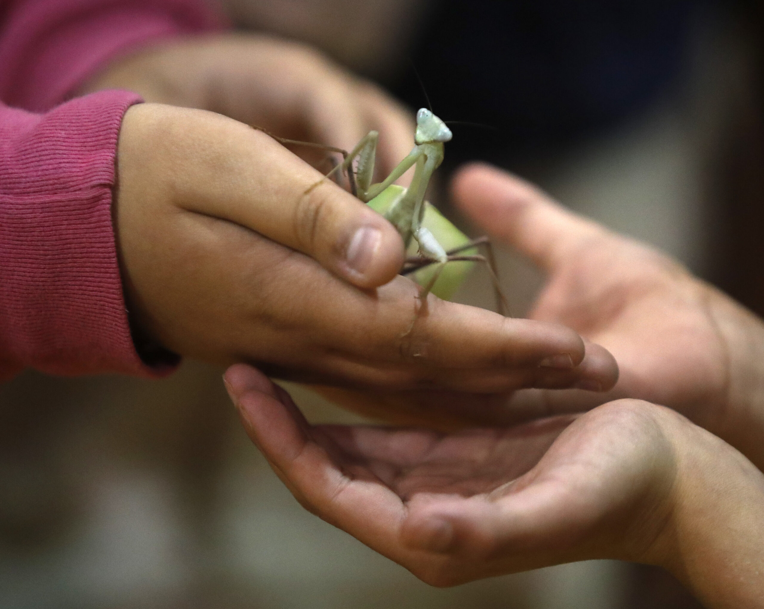 Preserving Human Life Requires Preserving Insect Life - Longreads